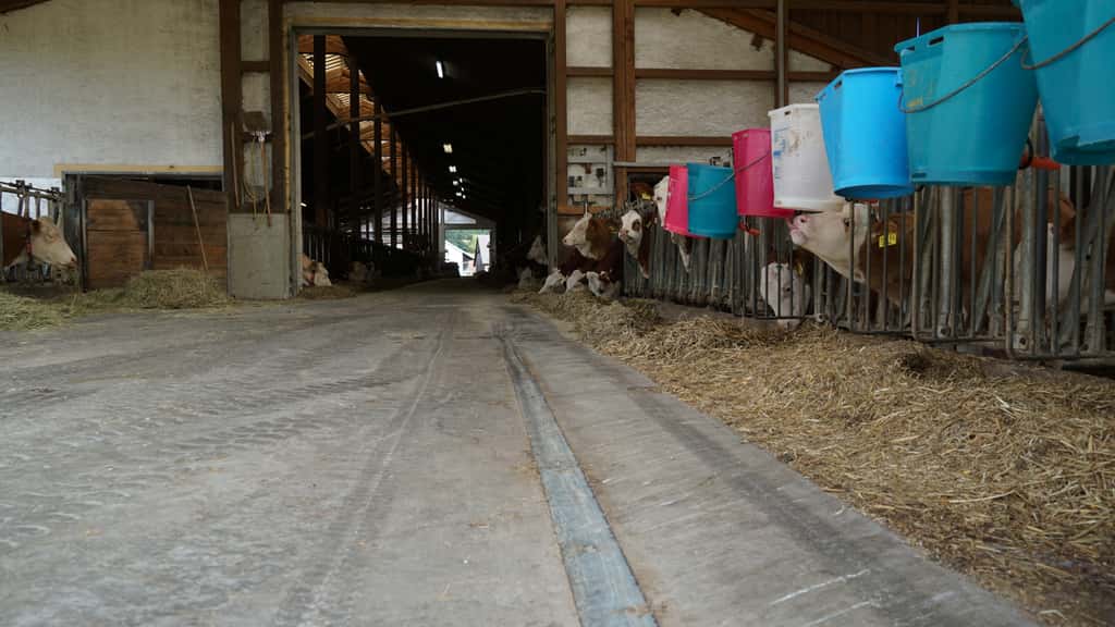 Landwirte berichten: So funktionieren die automatischen ...