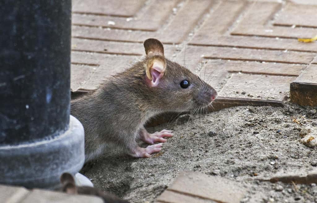 Experten befürchten Rattenplage in Deutschland