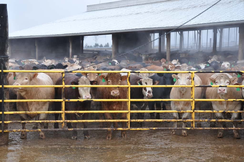 USA: Rinderbestand stagniert | top agrar online