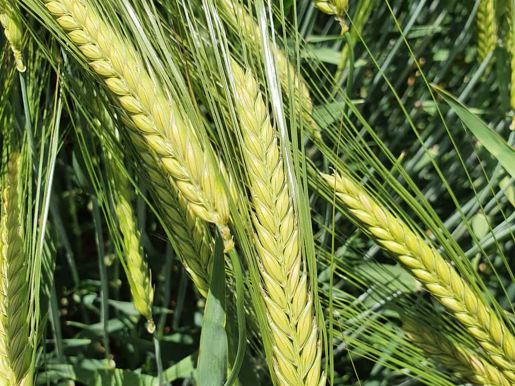 Neue, frühreife IG Wintergerste ALMUT | top agrar online