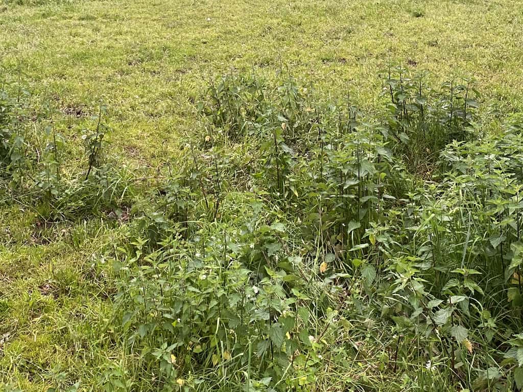 Distel, Brennnessel, Hahnenfuß: So beseitigen Sie Unkräuter im Grünland