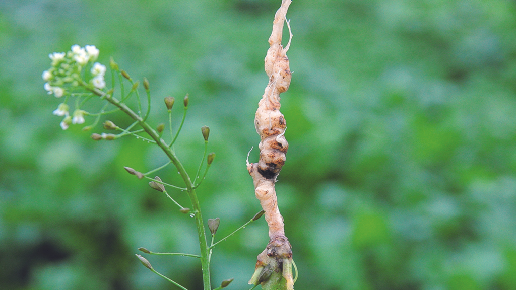 Rapsanbau in Deutschland: Wie Landwirte mit einer weiten Fruchtfolge ...