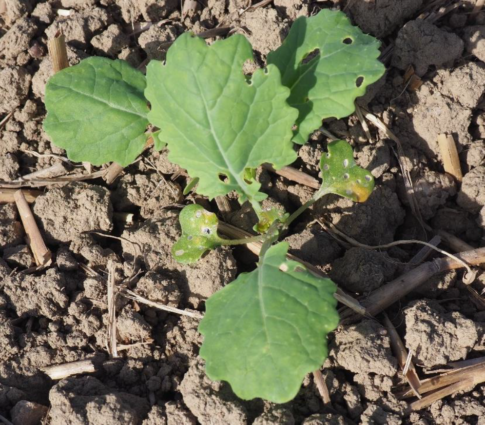 Raps: Pflanzenschutzmittel gegen Erdflöhe nach Bekämpfungsschwelle ...