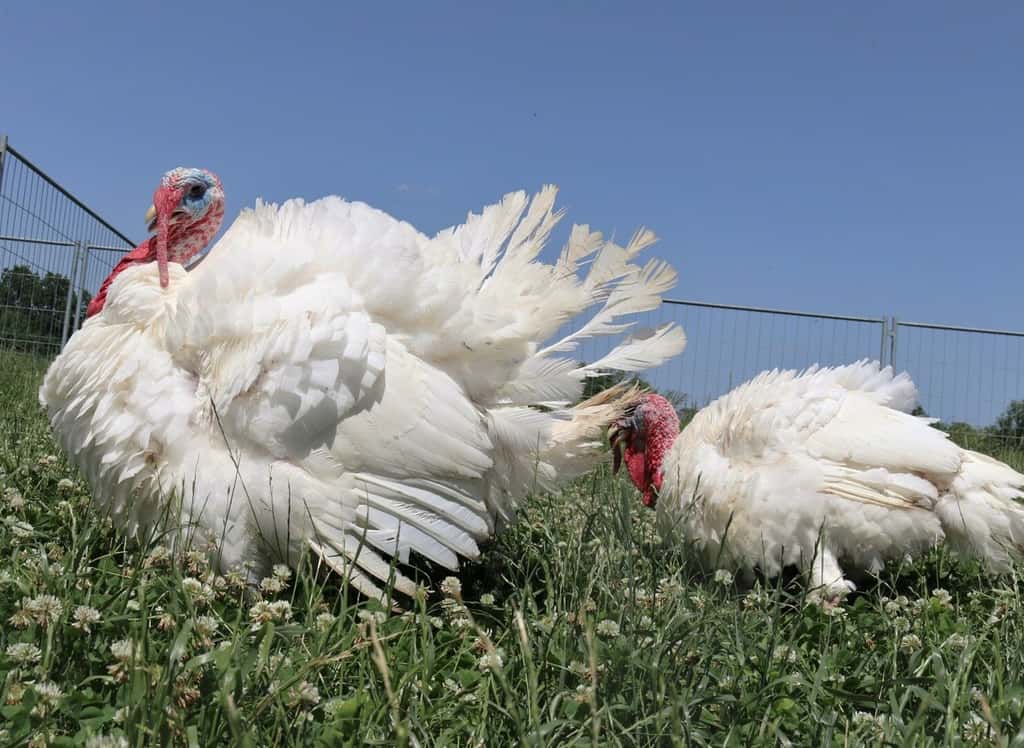 Mit diesen Strategien ist die Proteinversorgung mit Bio-Rohstoffen bei ...