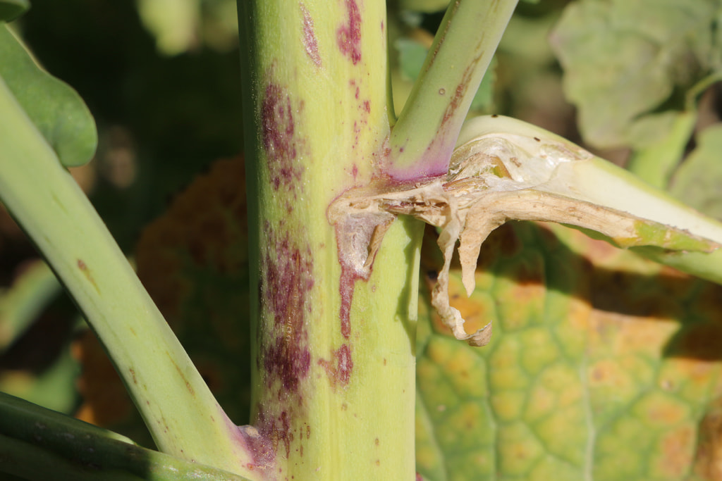 Cylindrosporiose: Die unbemerkte Krankheit im Raps | top agrar online