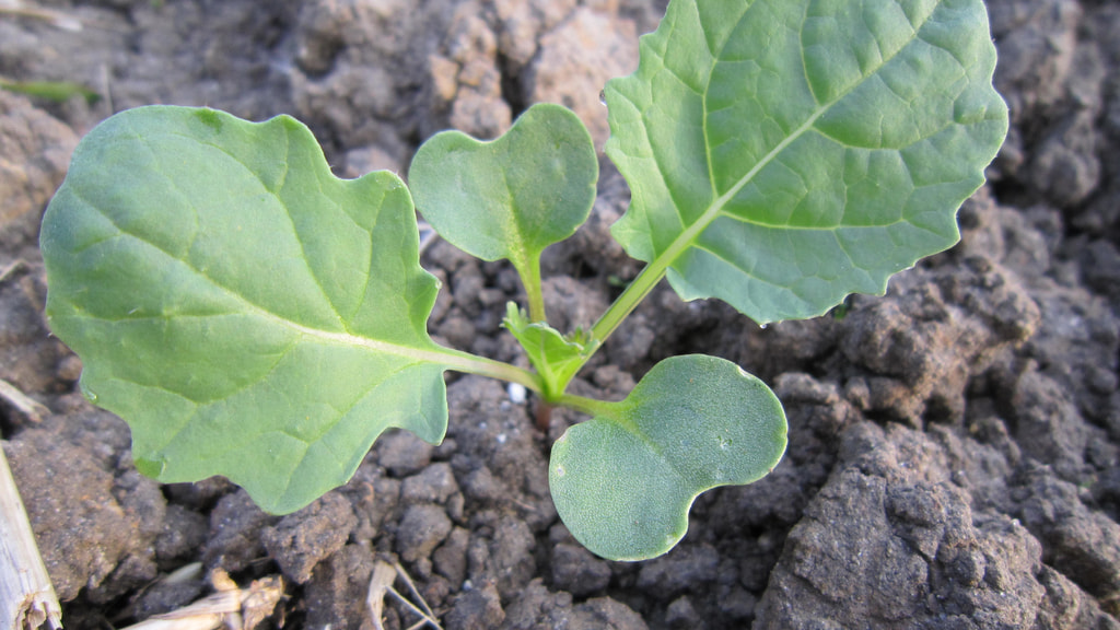 Raps – neue Wege bei der Unkrautkontrolle | top agrar online