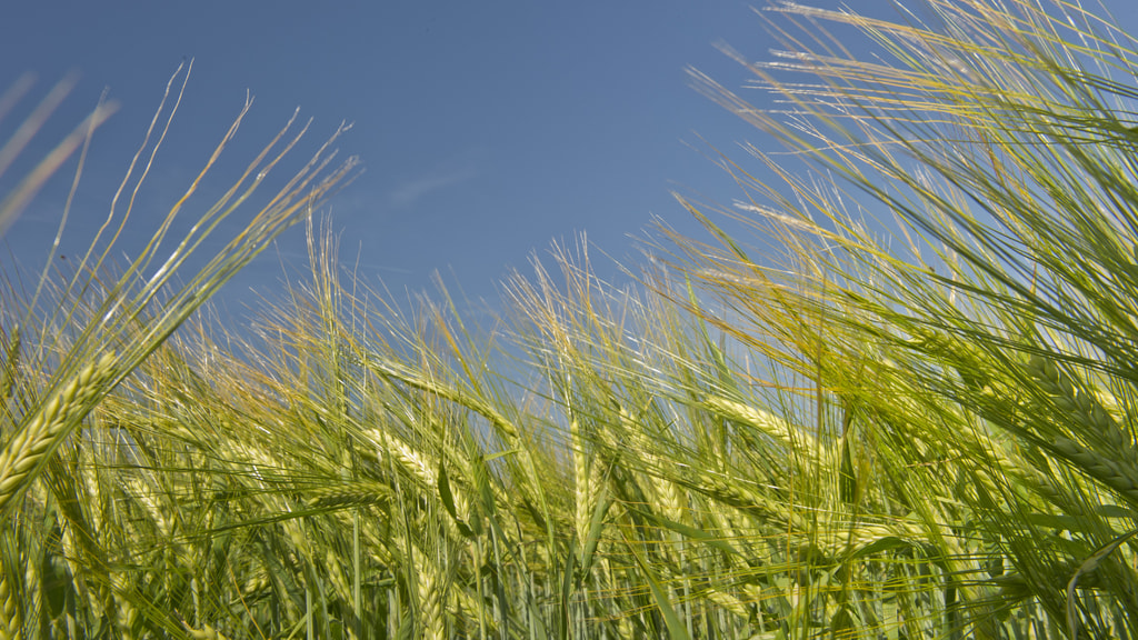 Frost hinterlässt Spuren in Wintergerste | top agrar online