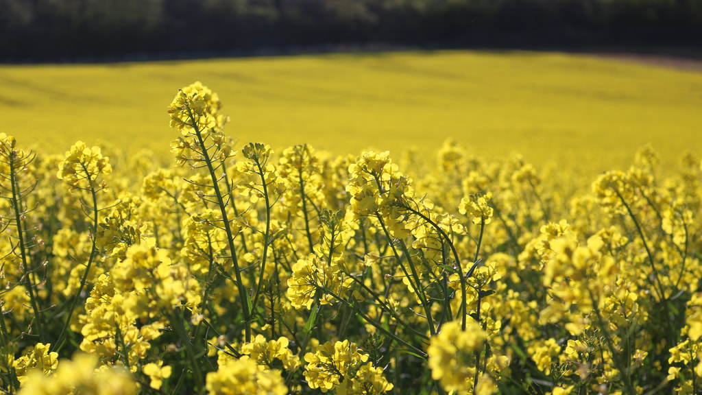 Integrierter Pflanzenschutz im Raps | top agrar online