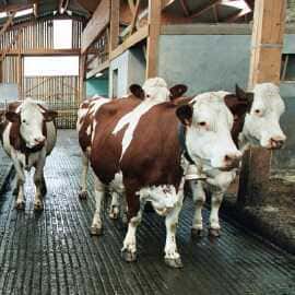 Zucht: Jede Menge neue Bullen bei Fleckvieh und Braunvieh