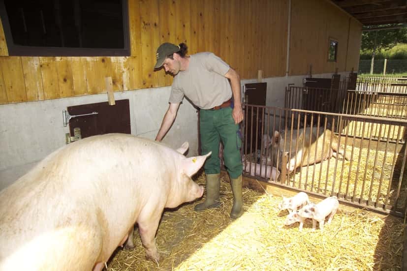 Bioschweine sind gefragt