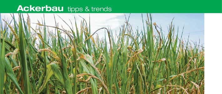 Bohne und Raps als N-Lieferant