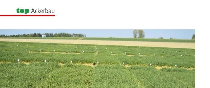 Wintergerste: Die besten Sorten für den Norden