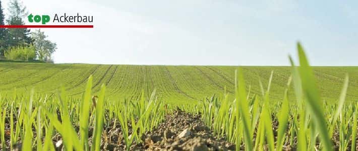 Diese Weizensorten passen für den Norden