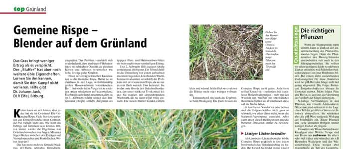 Gemeine Rispe –Blender auf dem Grünland