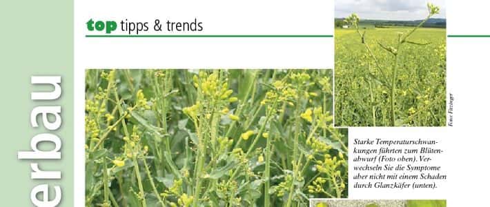 Blütenverluste – was waren die Ursachen?