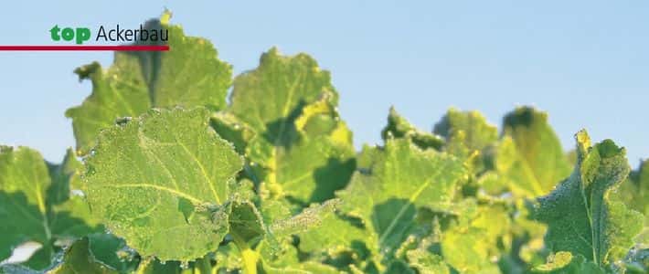 Raps: Die Spitzensorten für Ihre Region