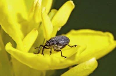 Raps: Mehr resistente Kohlschotenrüssler