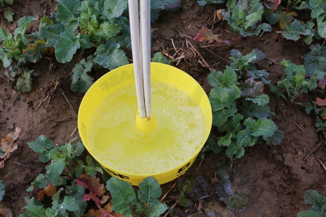 Pflanzenschutz aktuell: Zeit für die Gelbschalen im Raps