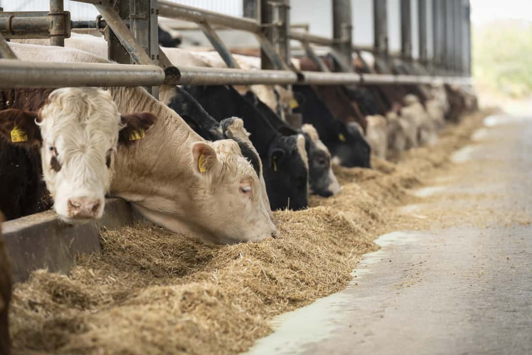 Rindfleisch aus Haltungsform 3 kommt in den Handel - Landwirte sind ...