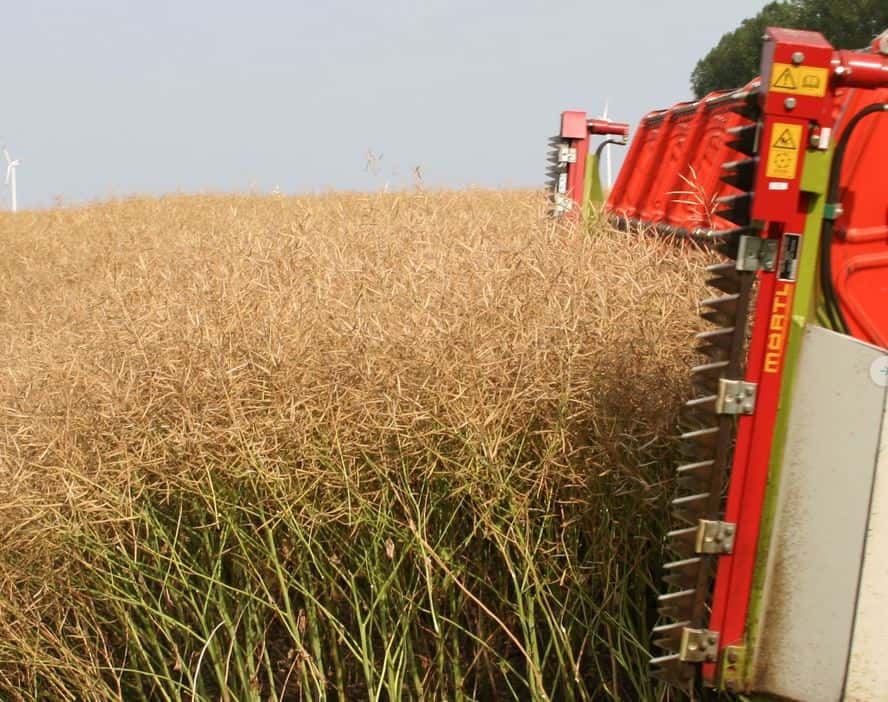Agrarbörse im Überblick: Preise für Weizen, Raps, Mais, Kartoffel, Milch