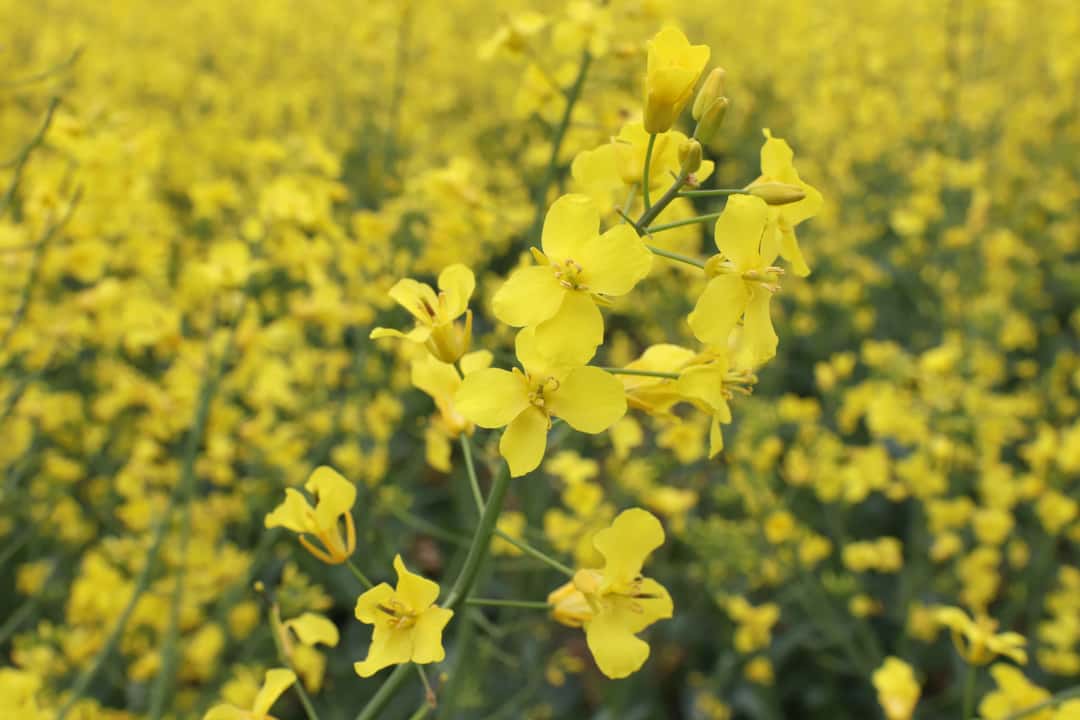 Agrarbörse im Überblick: Preise für Weizen, Raps, Mais, Kartoffel ...