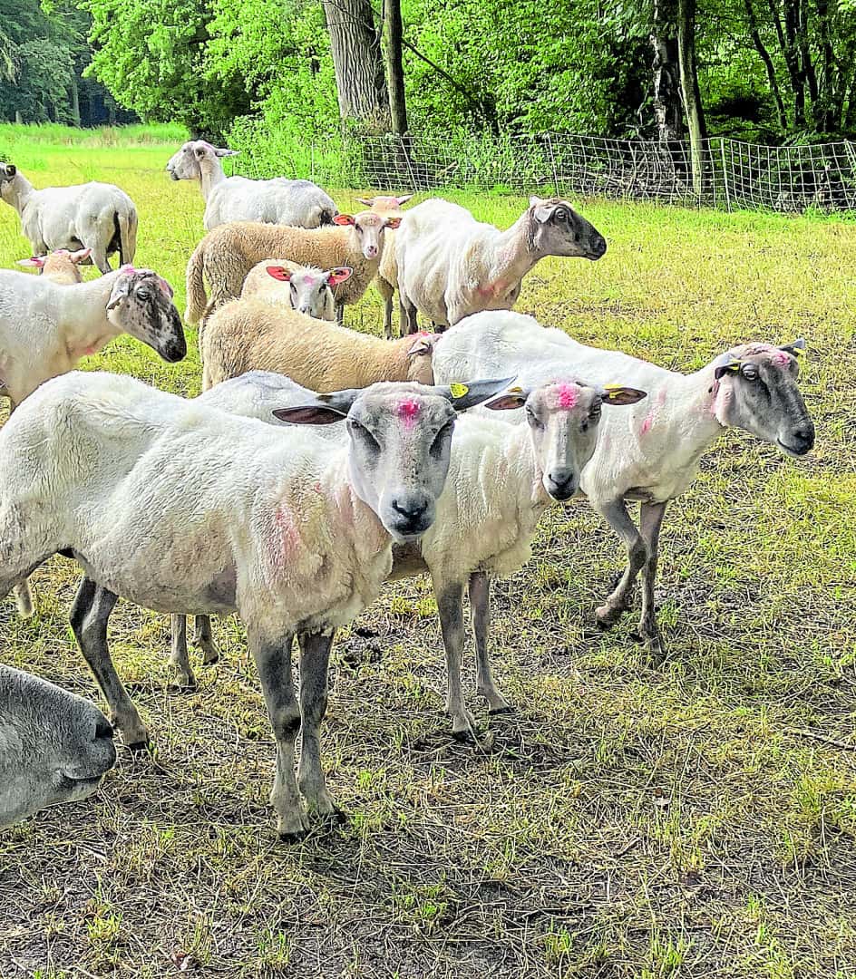 Blauzungenkrankheit: Landwirte berichten von BTV3-Ausbruch in Schafsherde