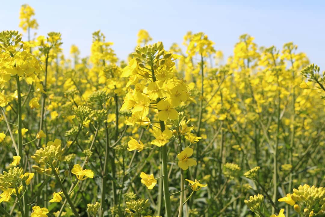 Rapool: Neue Raps-Sorten zugelassen | top agrar online