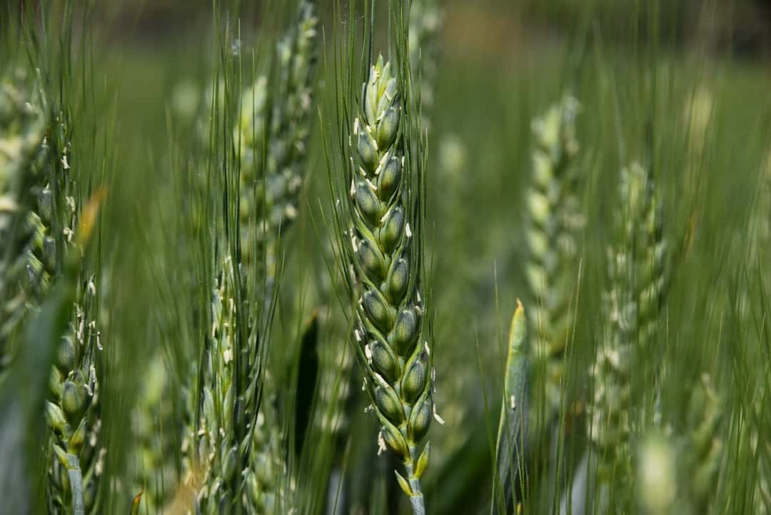 RAGT erhält Zulassung für Winterweizen RGT Sacramento
