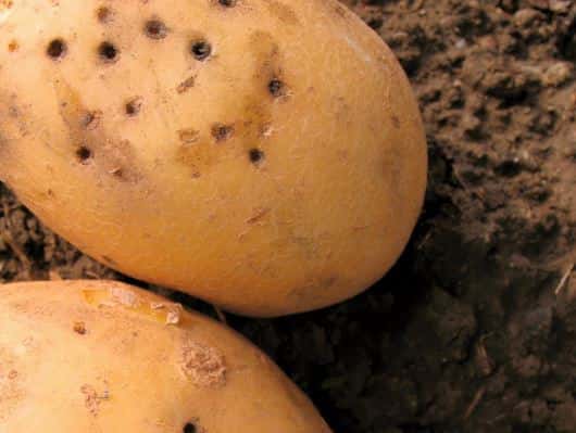 BASF-Velifer gegen Drahtwürmer für Ökolandbau zugelassen