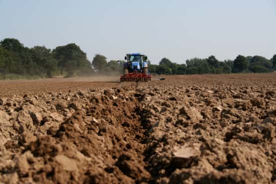 Wann sollten Sie mit der Rapsaussaat beginnen?