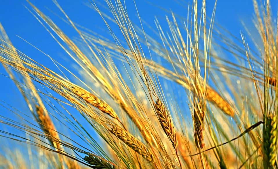 Braugerstensorten „Prospect“ und „Juventa“ zugelassen | top agrar online