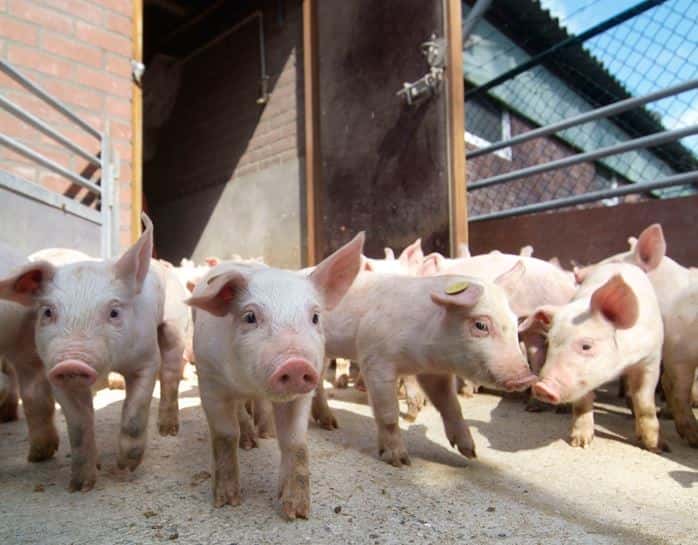 LWK ändert Preisermittlung für 8 kg-Ferkel | top agrar online