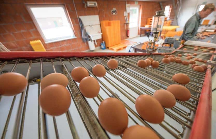 Eierpreise sollen bis Ostern leicht steigen | top agrar online