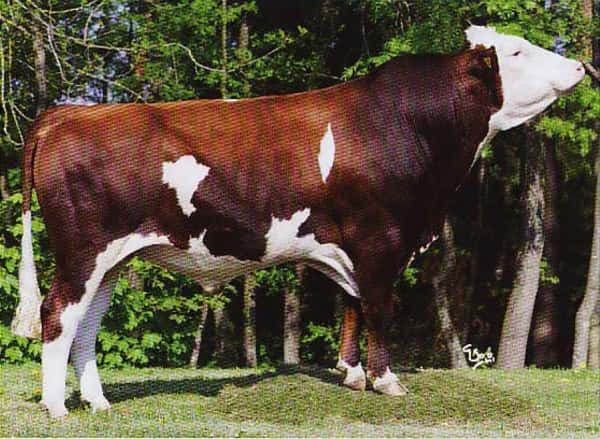 Montbéliarde: Neue Stiere verfügbar