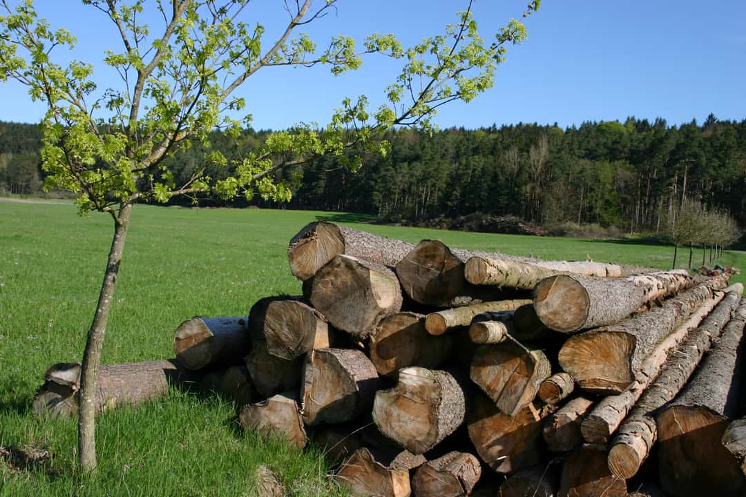 Neue Beratung zum Rohstoff Holz | top agrar online
