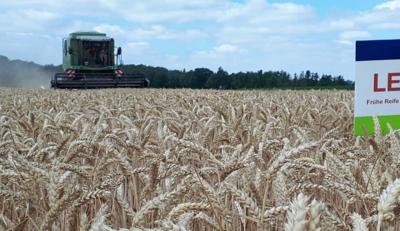Bei Weizensorten auf den Proteingehalt achten | top agrar online