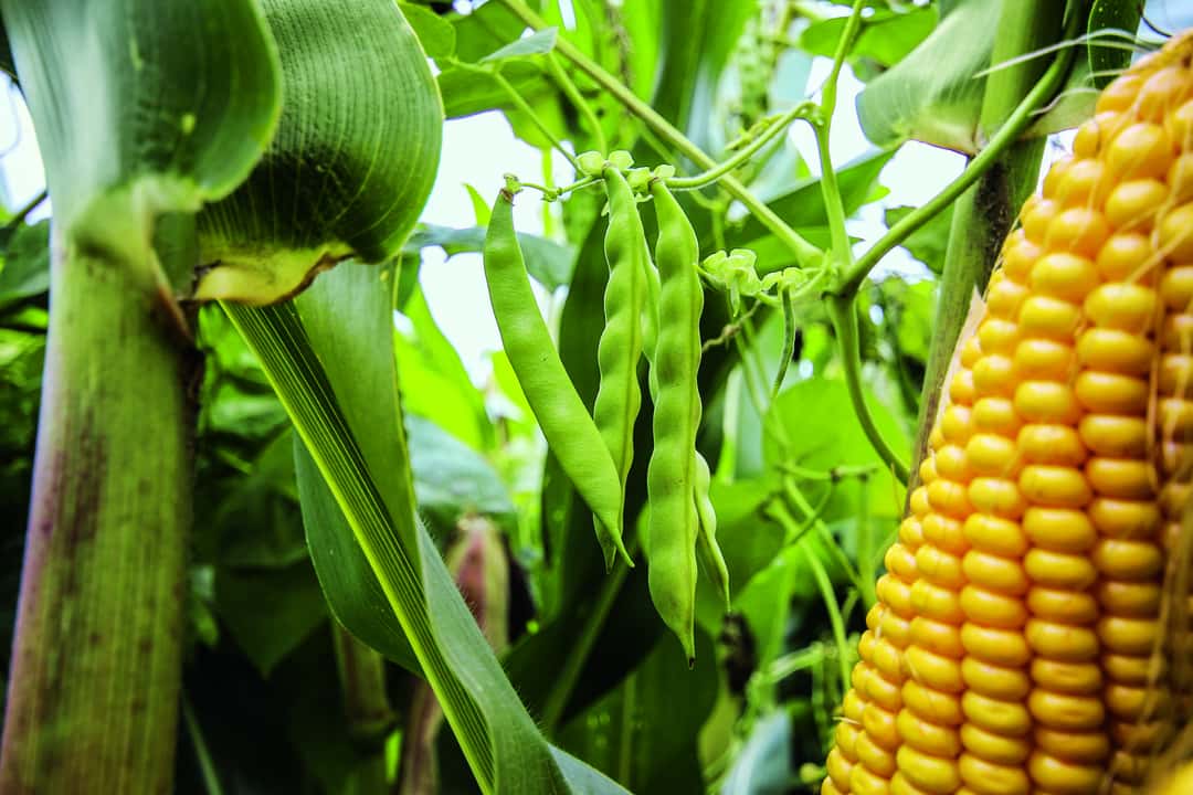 Mais-Stangenbohnen – ein Gemenge der Zukunft? | top agrar online