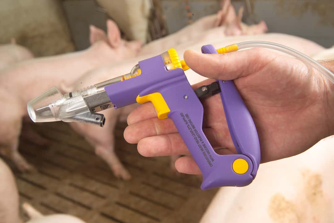 Improvac beruhigt Eber | top agrar online