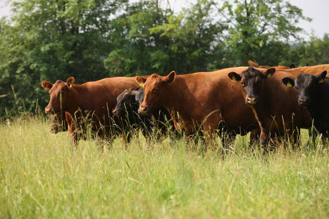 Zuchtwertschätzung der Fleischrinder | top agrar online