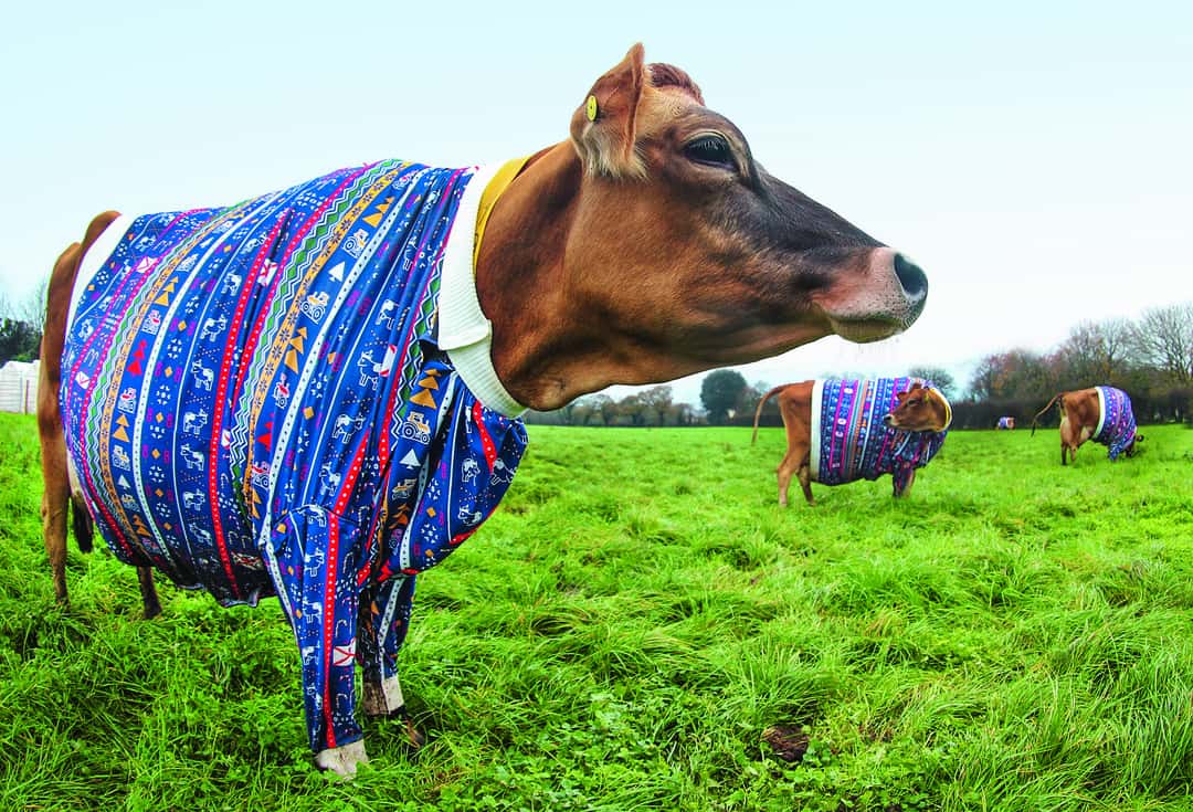 Pullover für Kühe | top agrar online