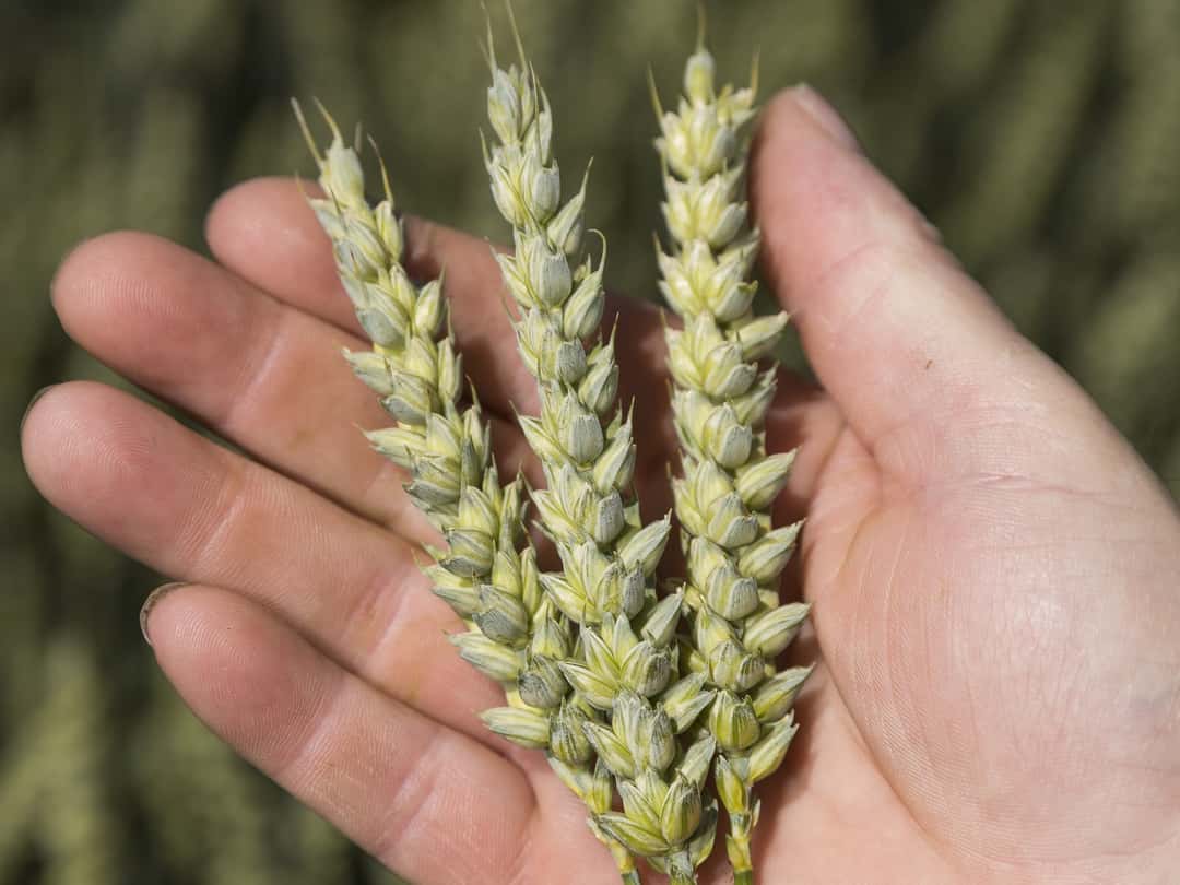 Zwei neue Weizensorten für LG | top agrar online