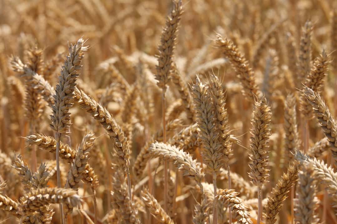 Weizen: Ertragsstabile Sorten für den Süden | top agrar online