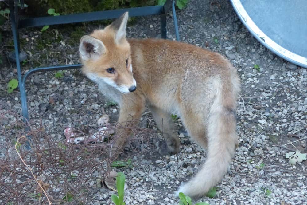 Handbuch zum urbanen Wildtiermanagement | top agrar online