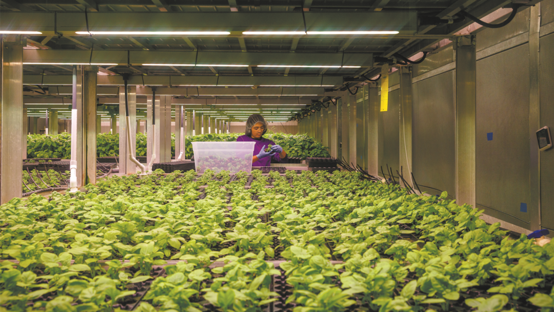 Infinite Acres: Intelligente vertikale Farm in Ohio eröffnet | top ...