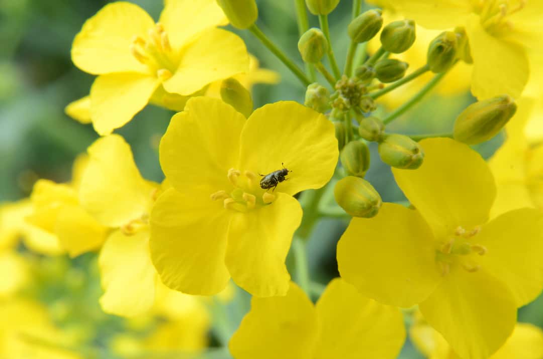 Gegen Rapsglanzkäfer nur noch bis BBCH 59 | top agrar online