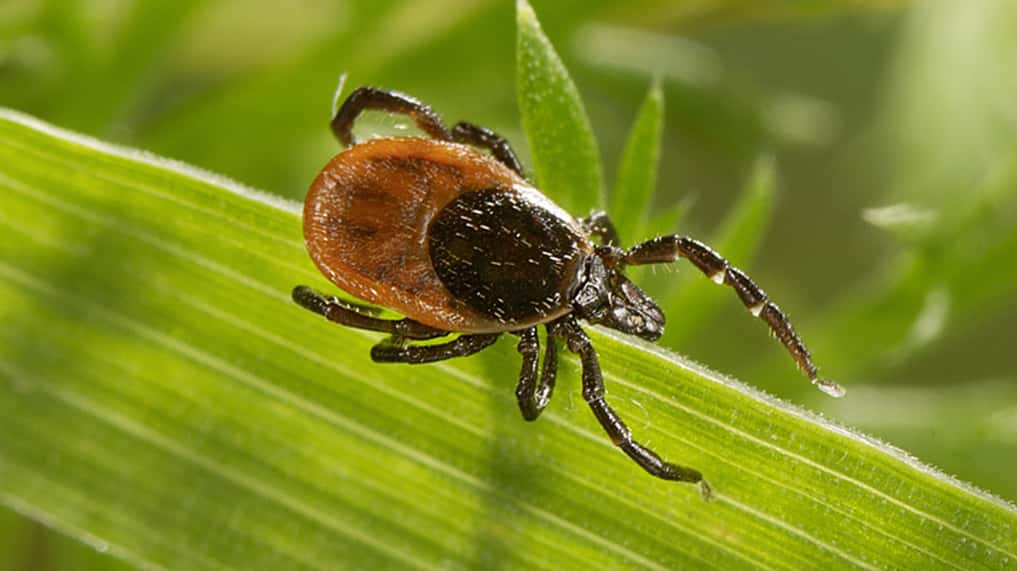 Pfizer wirbt wegen FSME-Rekordfallzahlen für Zecken-Impfung | top agrar ...