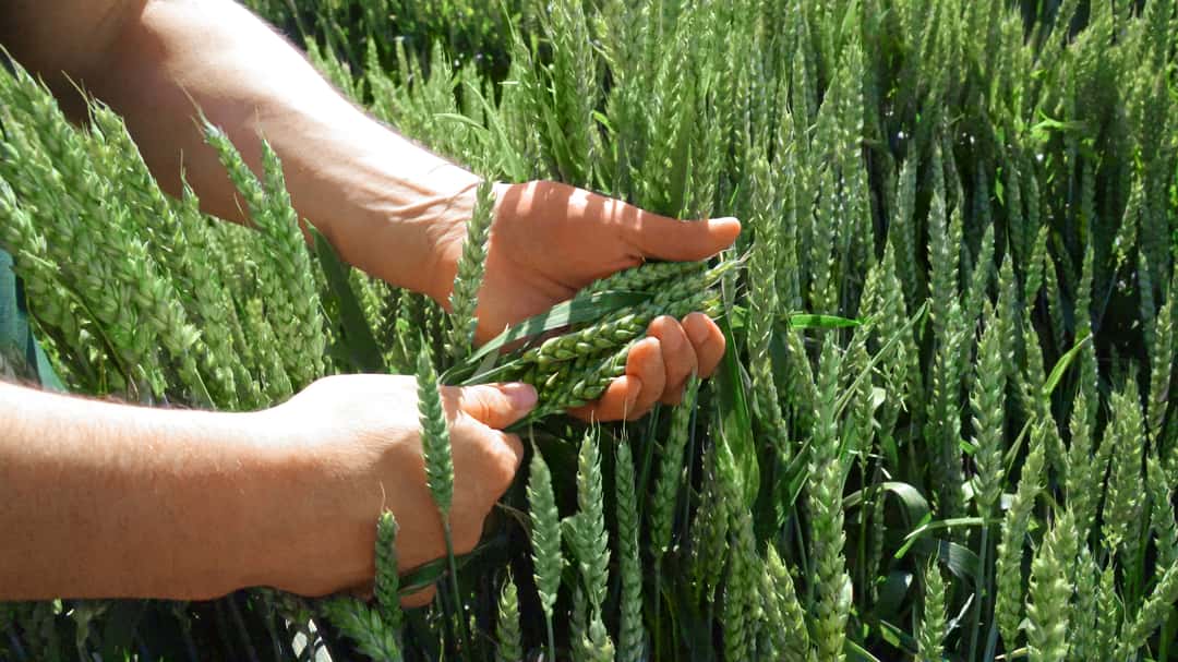 BASF führt Ideltis als Markennamen für künftiges Hybridweizen-Saatgut ...