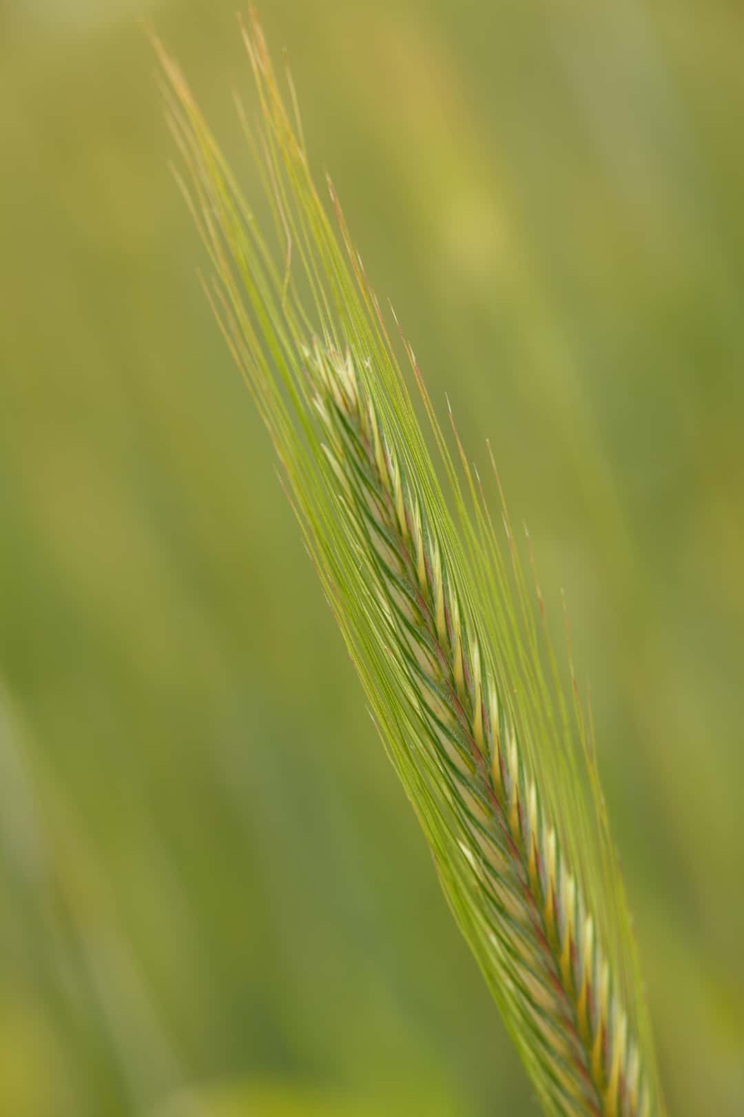 Roggen: Aktuelle Nachrichten im Überblick top agrar online