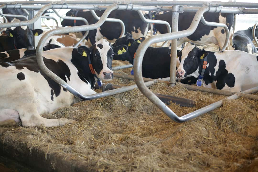 QM-Milch stellt QMilch-Programm vor | top agrar online