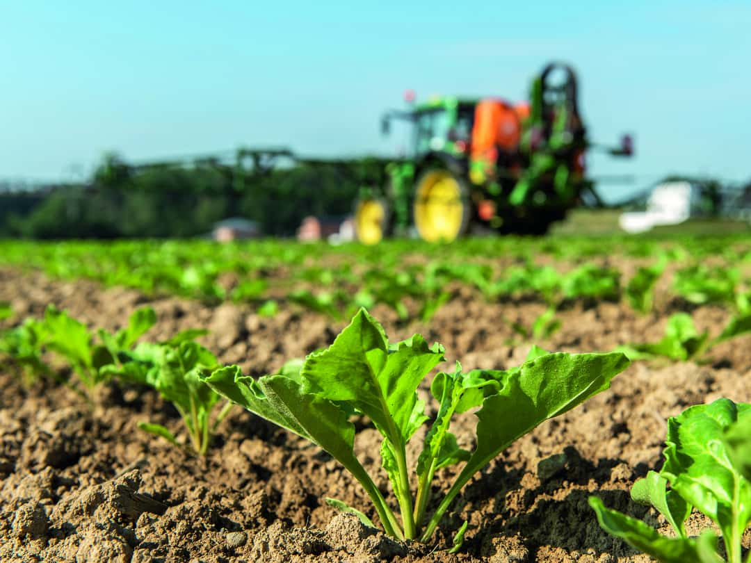 So halten Sie Ihre Rüben gesund | top agrar online